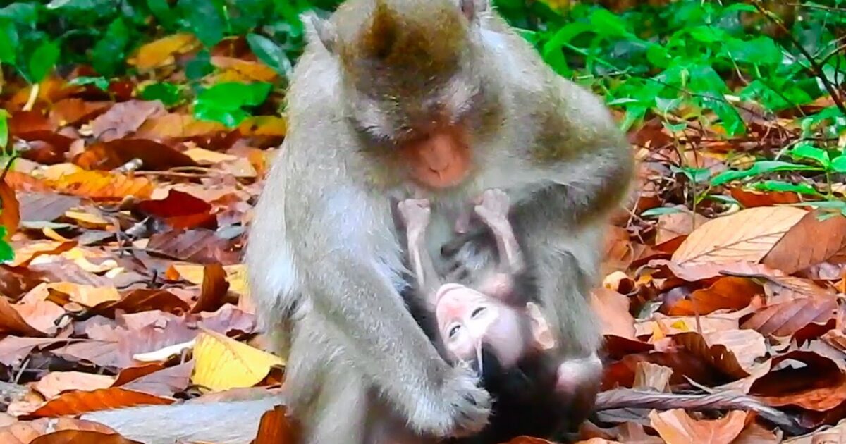 Baby Monkey Is Always Hungry, Causing More Trouble for Anna – monkeyfan