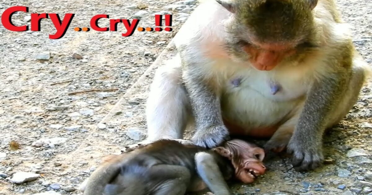 Breaking Heart!! For Poor Baby Monkey Miltan Cry, His Mamma Not Share ...